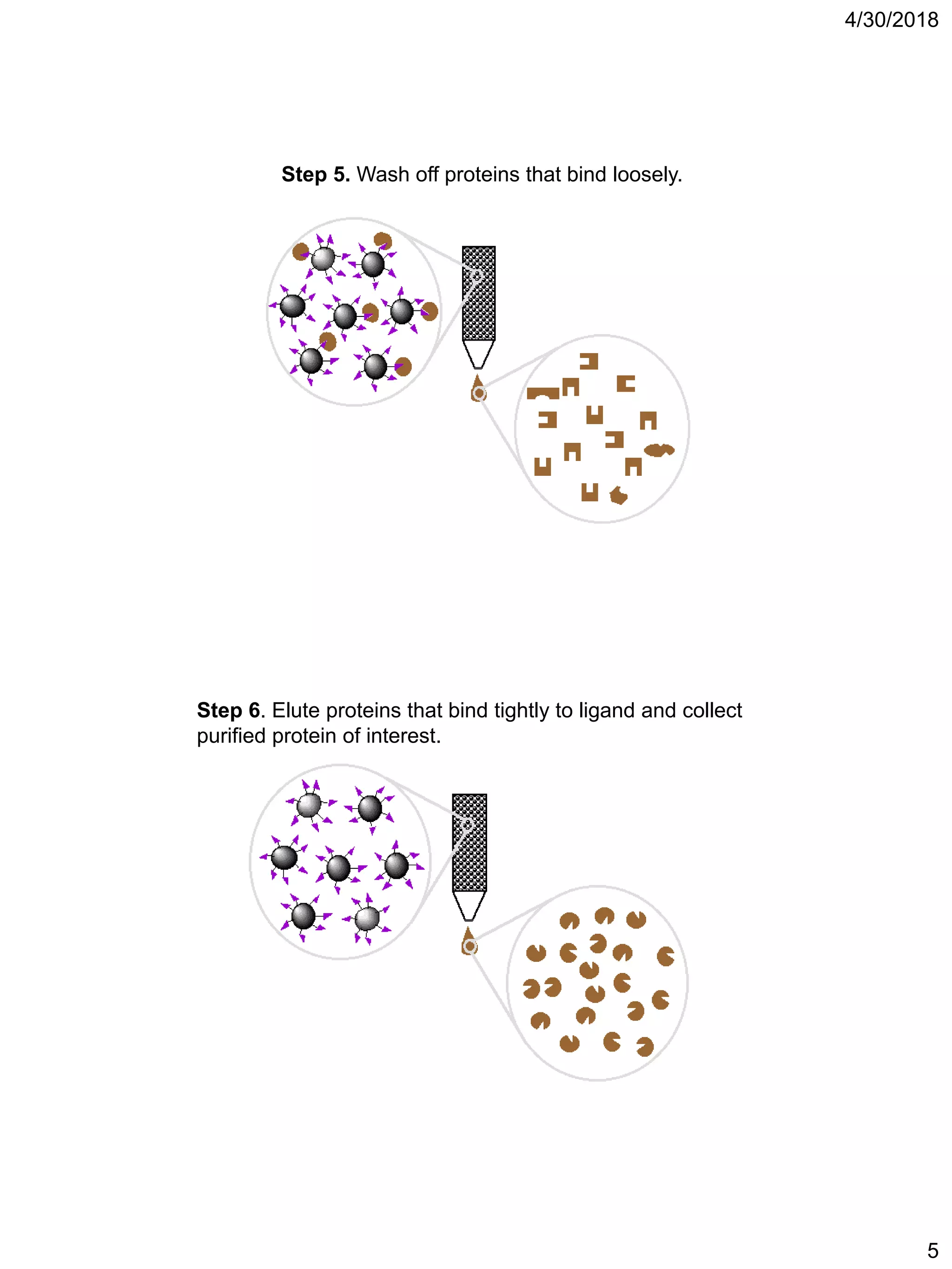 Affinity chromatography and gel filteration | PDF | Chemistry | Science