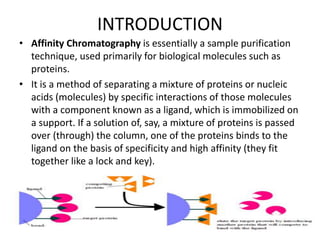 Affinity Chromatography Animation