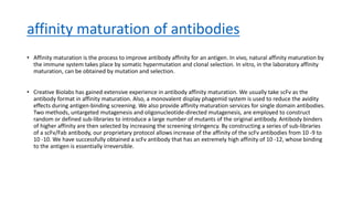 Affinity maturation of antibodies | PDF