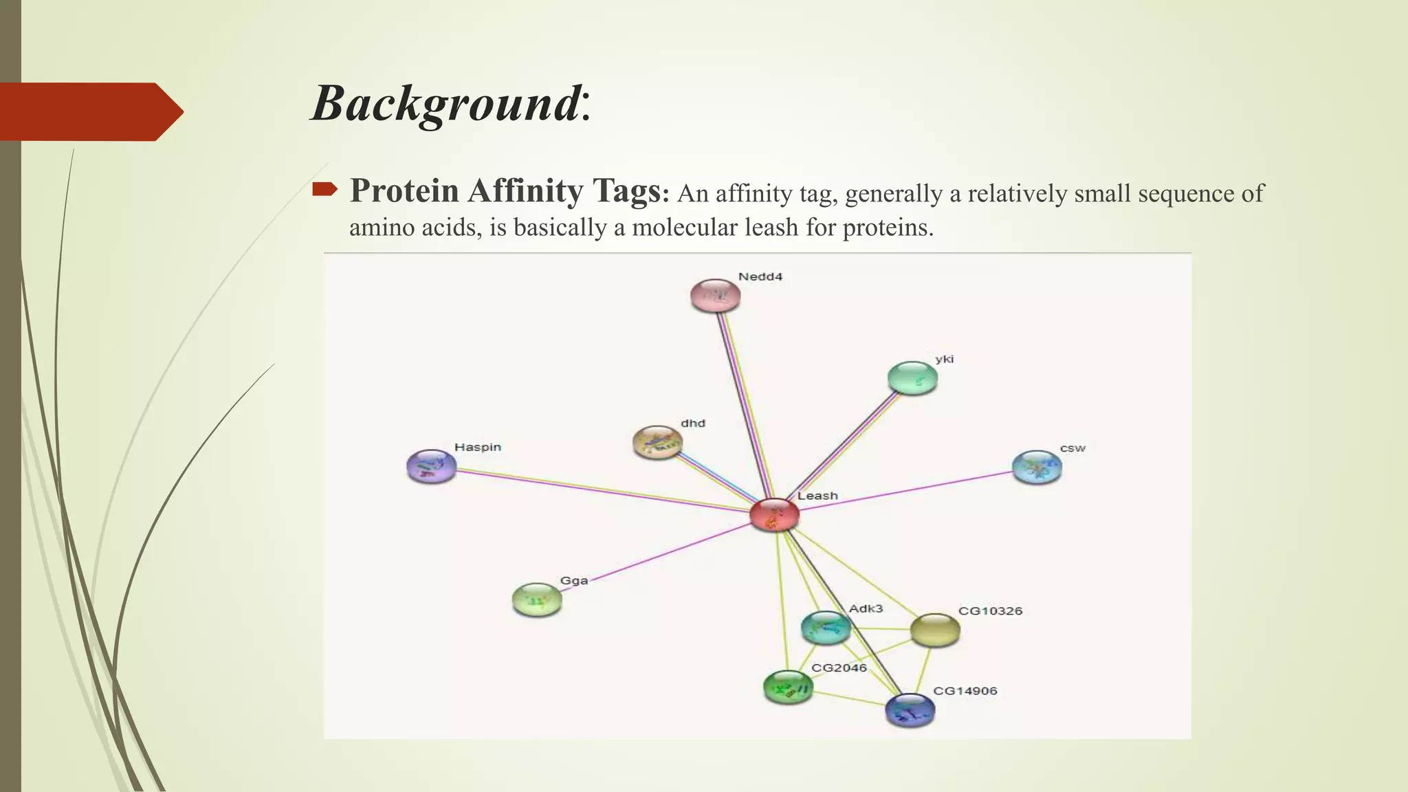 Protein and peptide affinity tags | PPTX | Chemistry | Science
