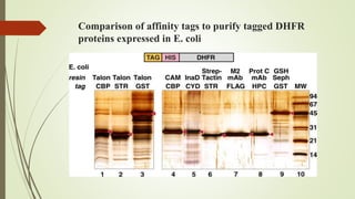 Protein and peptide affinity tags | PPTX | Chemistry | Science