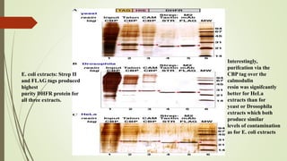 Protein and peptide affinity tags | PPTX | Chemistry | Science