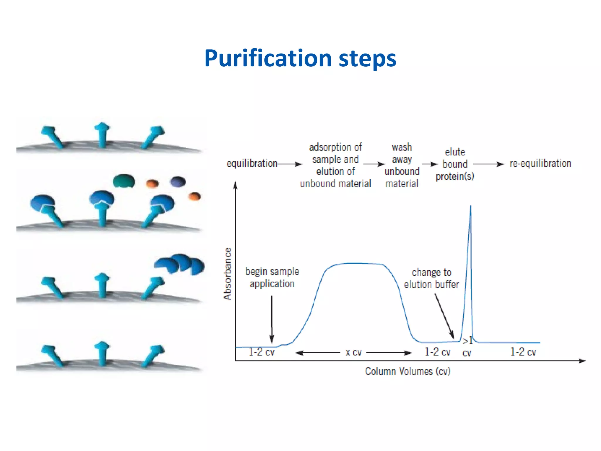 Affinity Chromatography Principles And Applications Ppt