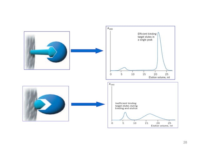 Affinity chromatography: Principles and applications | PPT | Chemistry ...