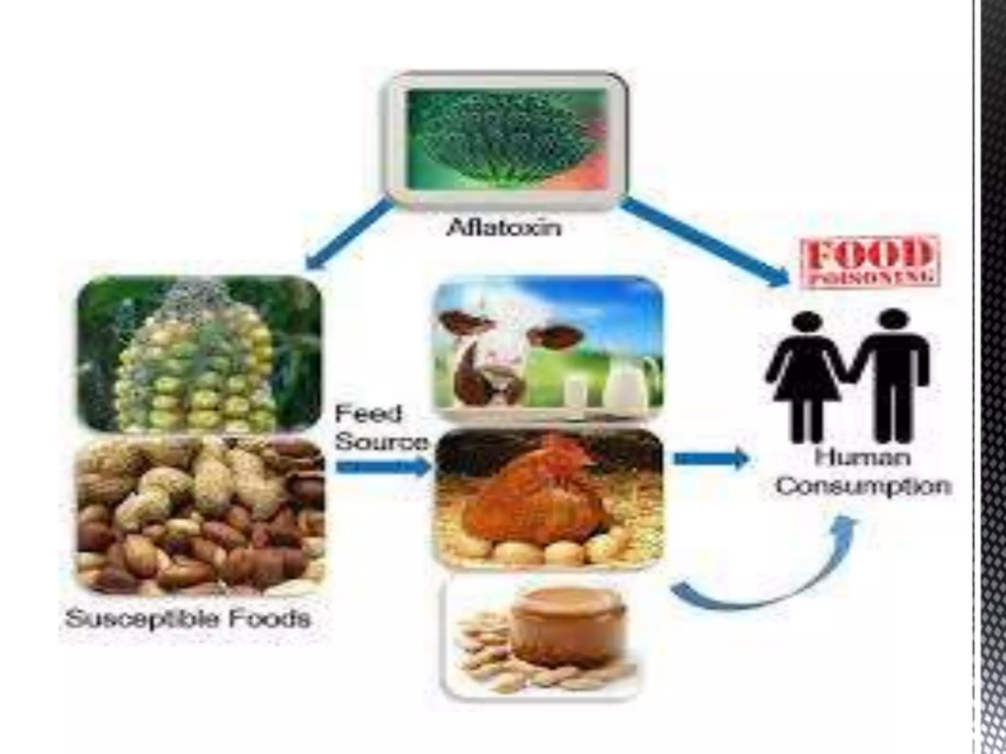 Aflatoxicosis in farm animals | PPTX