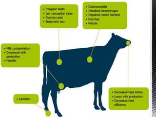 Aflatoxicosis in farm animals | PPTX