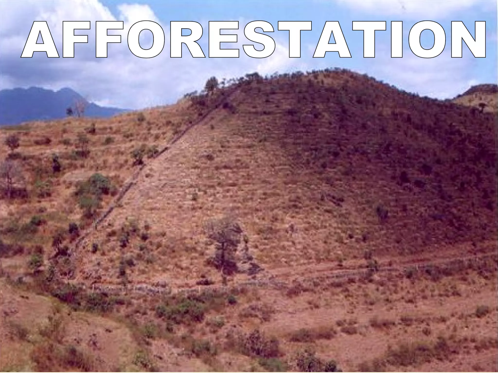 Afforestation in India | PPT