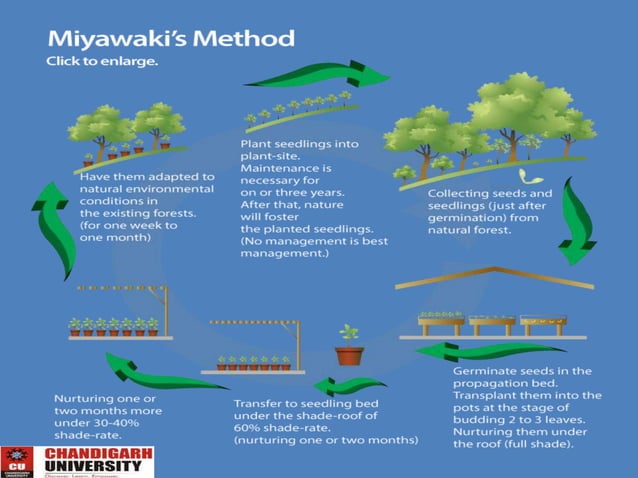 Afforestation environmental issue | PPT