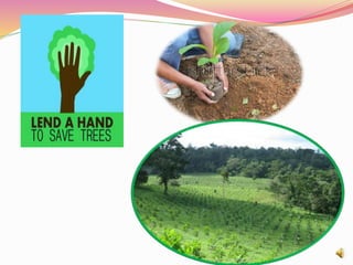 Afforestation | PPTX