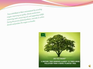 Afforestation | PPTX