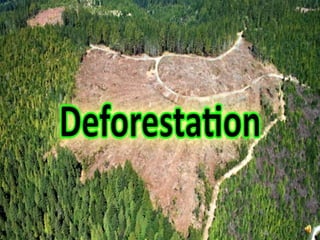Afforestation | PPTX