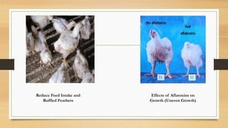 (Aflatoxicosis in poultry) | PPTX