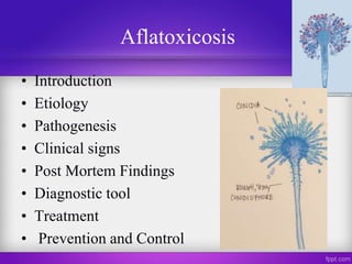 Aflatoxicosis poultry | PPT