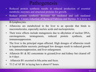 Aflatoxicosis poultry | PPT