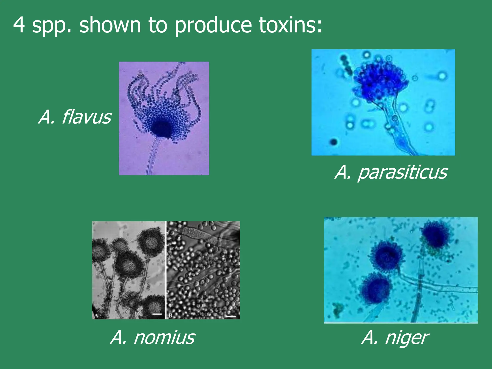 aflatoxins; Sources and hazardous health effects.ppt