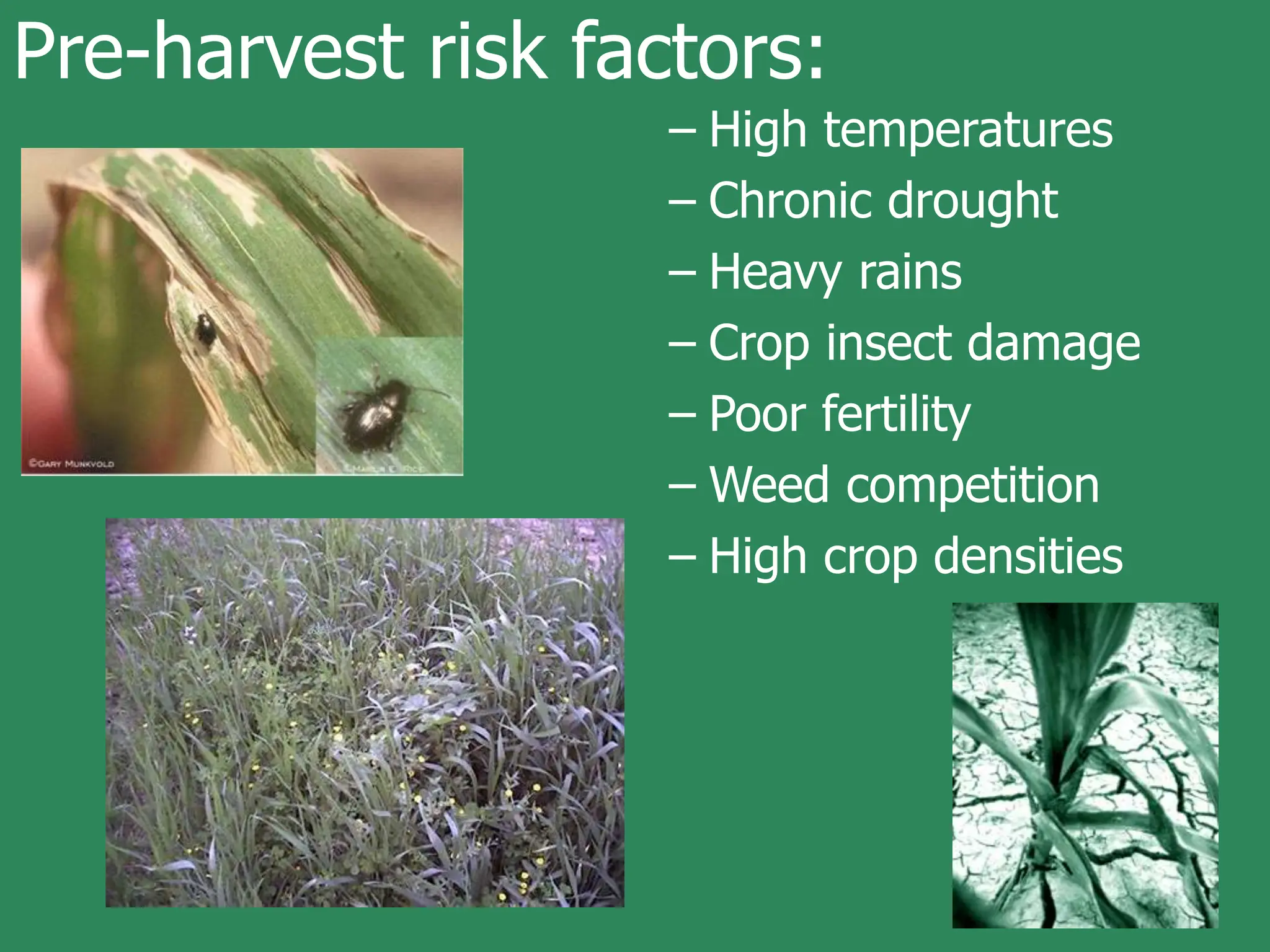 aflatoxins; Sources and hazardous health effects.ppt