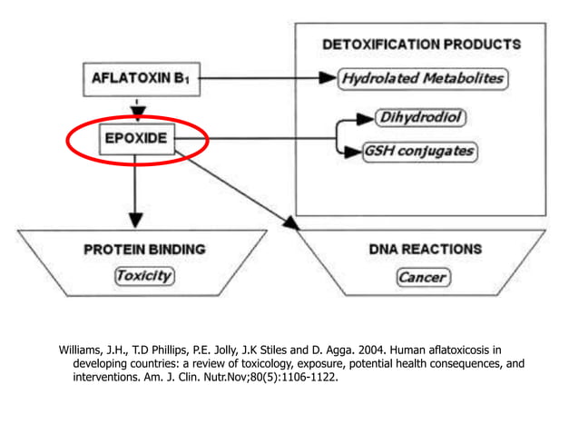 aflatoxins; Sources and hazardous health effects.ppt | Infectious ...