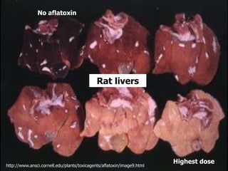 aflatoxins; Sources and hazardous health effects.ppt