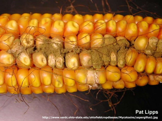 aflatoxins; Sources and hazardous health effects.ppt | Infectious ...