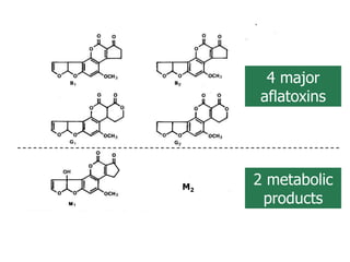 aflatoxins; Sources and hazardous health effects.ppt
