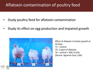 Aflatoxin analysis of dairy feeds in the Greater Addis Ababa milk shed ...