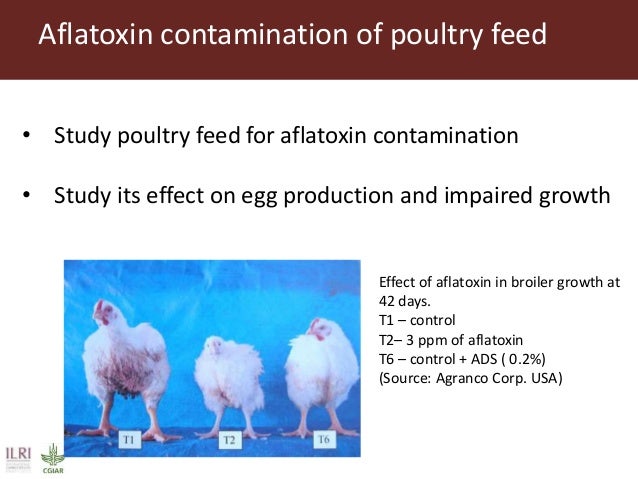Aflatoxin Analysis Of Dairy Feeds In The Greater Addis Ababa Milk She…