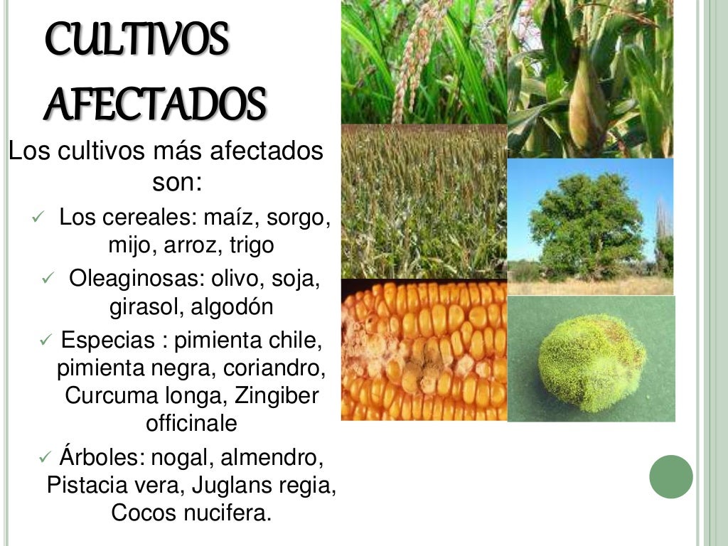 Aflatoxinas