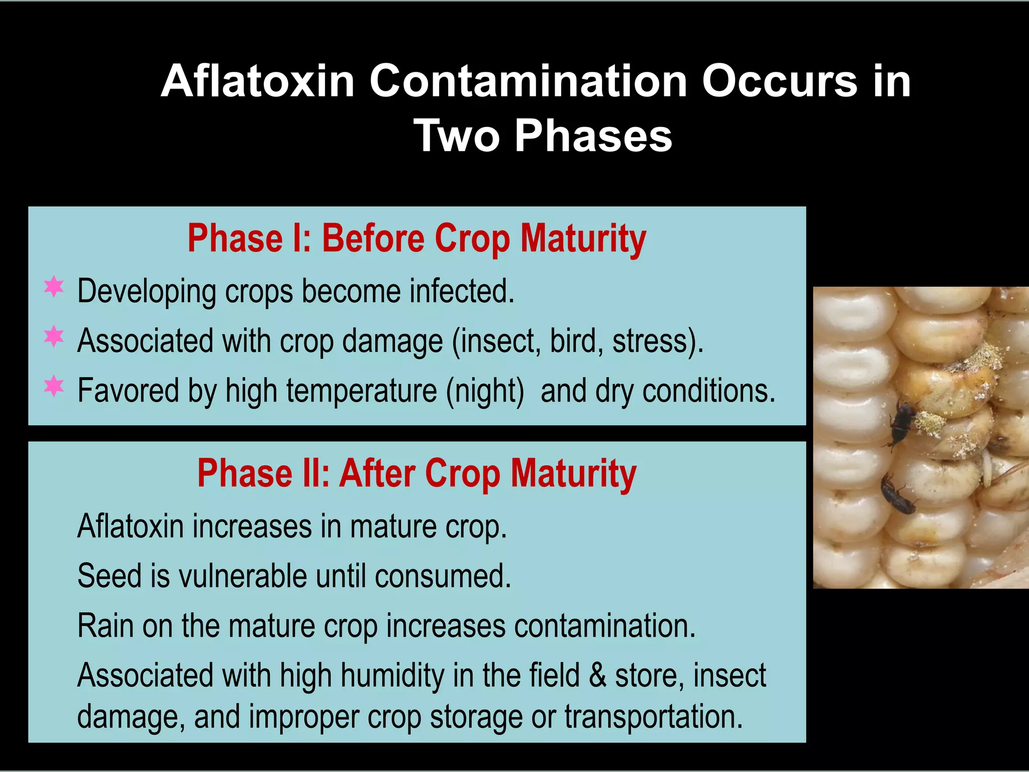 Aflatoxin basics | PPT