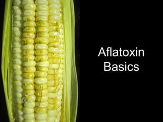 Aflatoxin basics | PPT | Agriculture | Industries