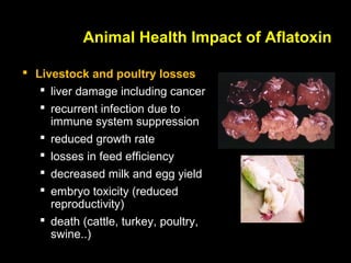 Aflatoxin basics | PPT