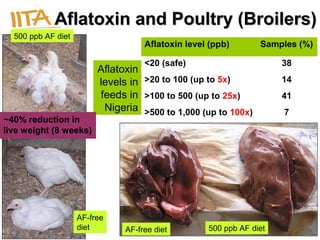 Aflatoxin basics | PPT | Agriculture | Industries