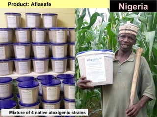 Aflatoxin basics | PPT | Agriculture | Industries