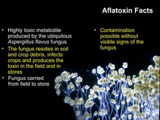 Aflatoxin basics | PPT | Agriculture | Industries