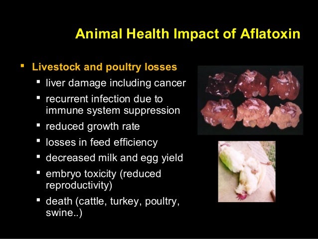 Aflatoxin Basics
