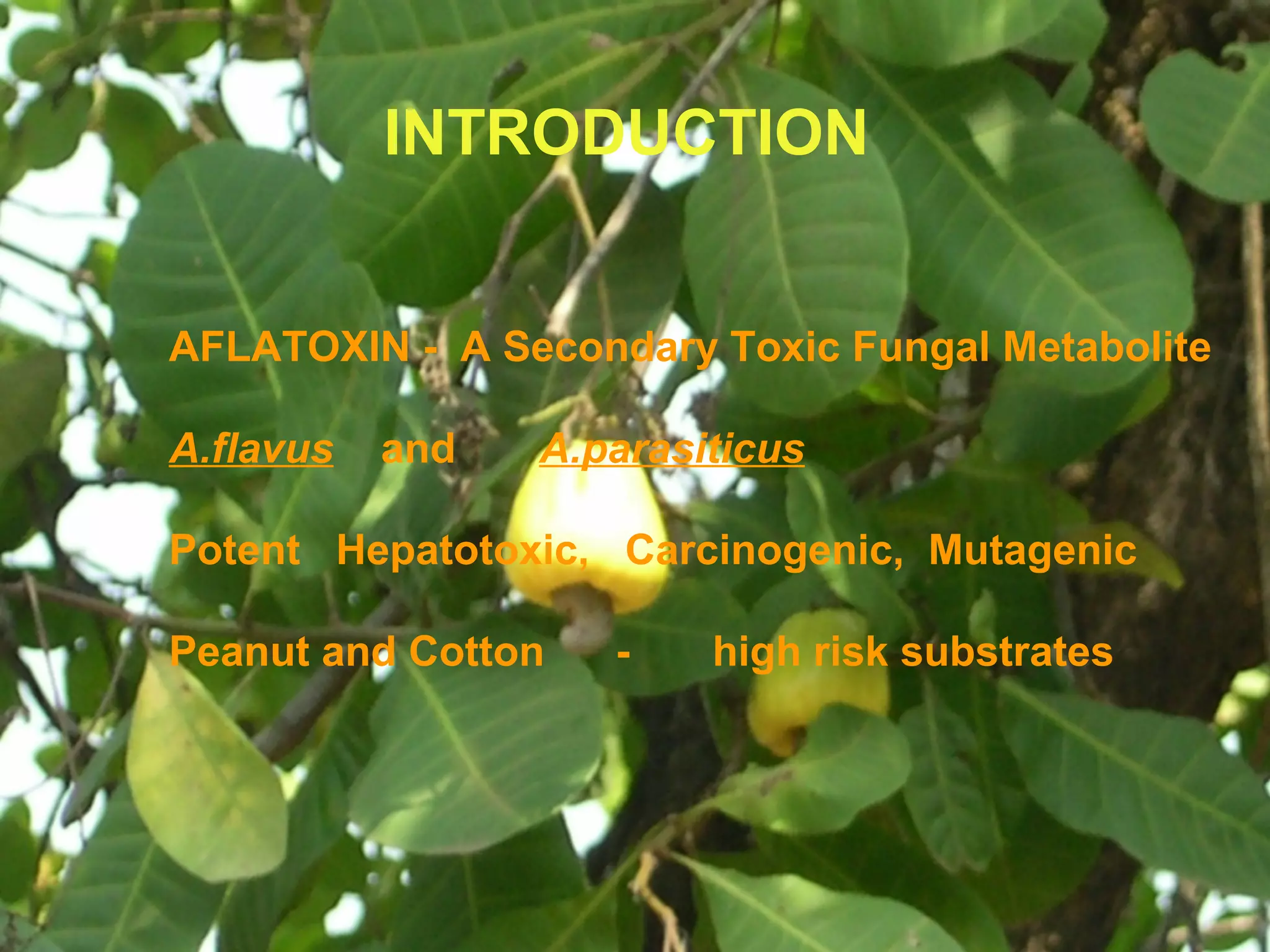 Aflatoxin contamination | PPS | Gardening | Home & Garden