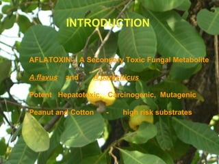 Aflatoxin contamination | PPS | Gardening | Home & Garden