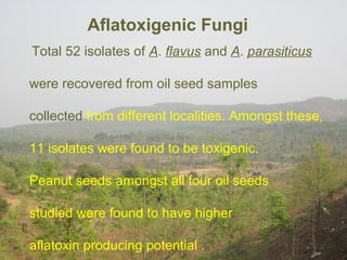 Aflatoxin contamination | PPS | Gardening | Home & Garden
