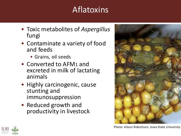 Aflatoxin M1 Contamination Of Milk In The Greater Addis Ababa Milk Sh…