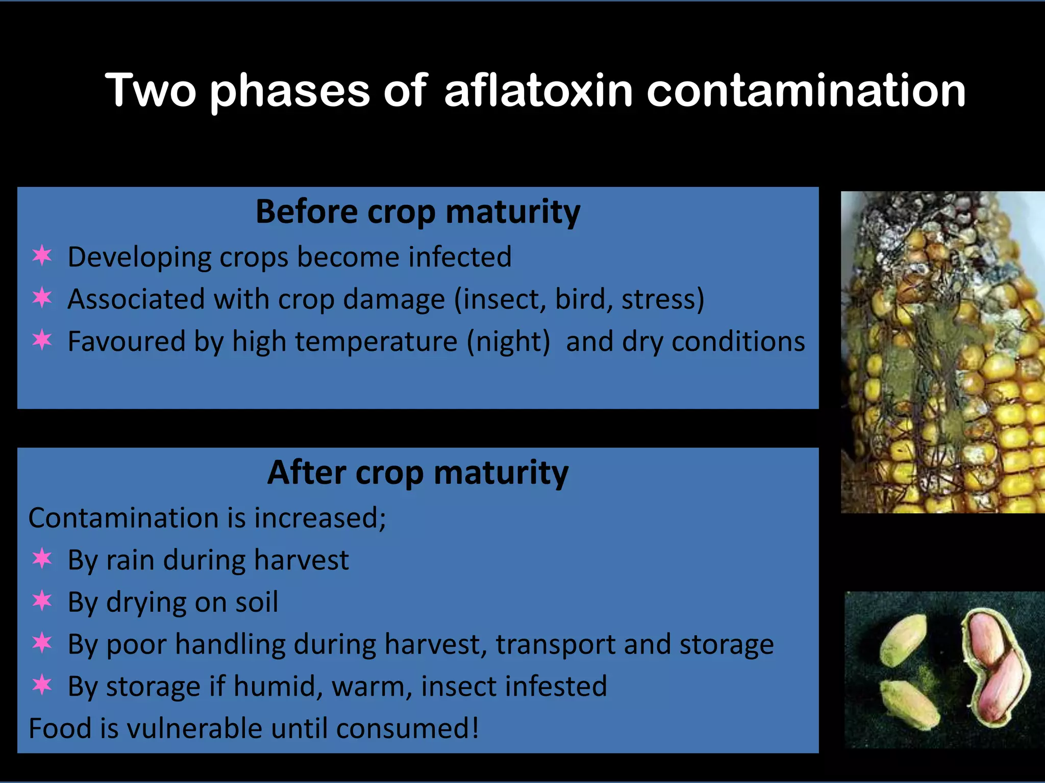 What are aflatoxins? | PPTX
