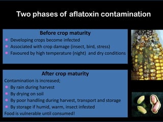 What are aflatoxins? | PPTX