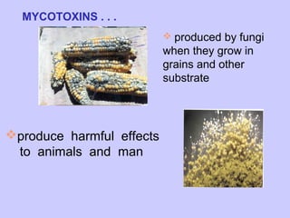 Aflatoxin lecture | PPT
