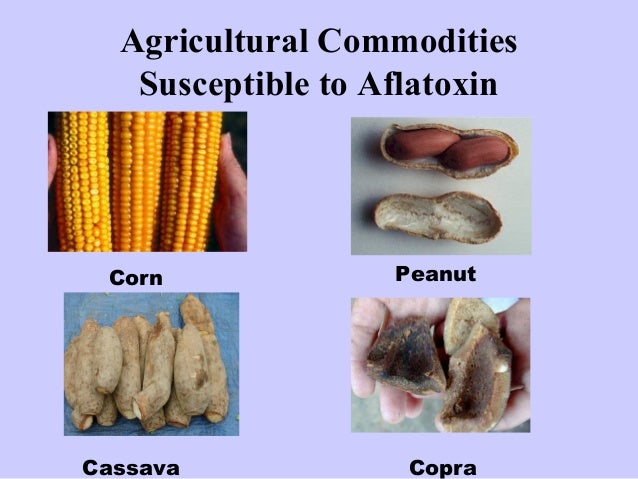 Aflatoxin lecture