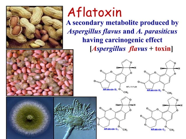Aflatoxin Management in Groundnut | PPTX