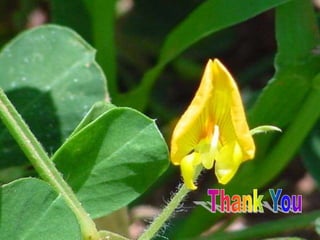 Aflatoxin Management in Groundnut | PPTX