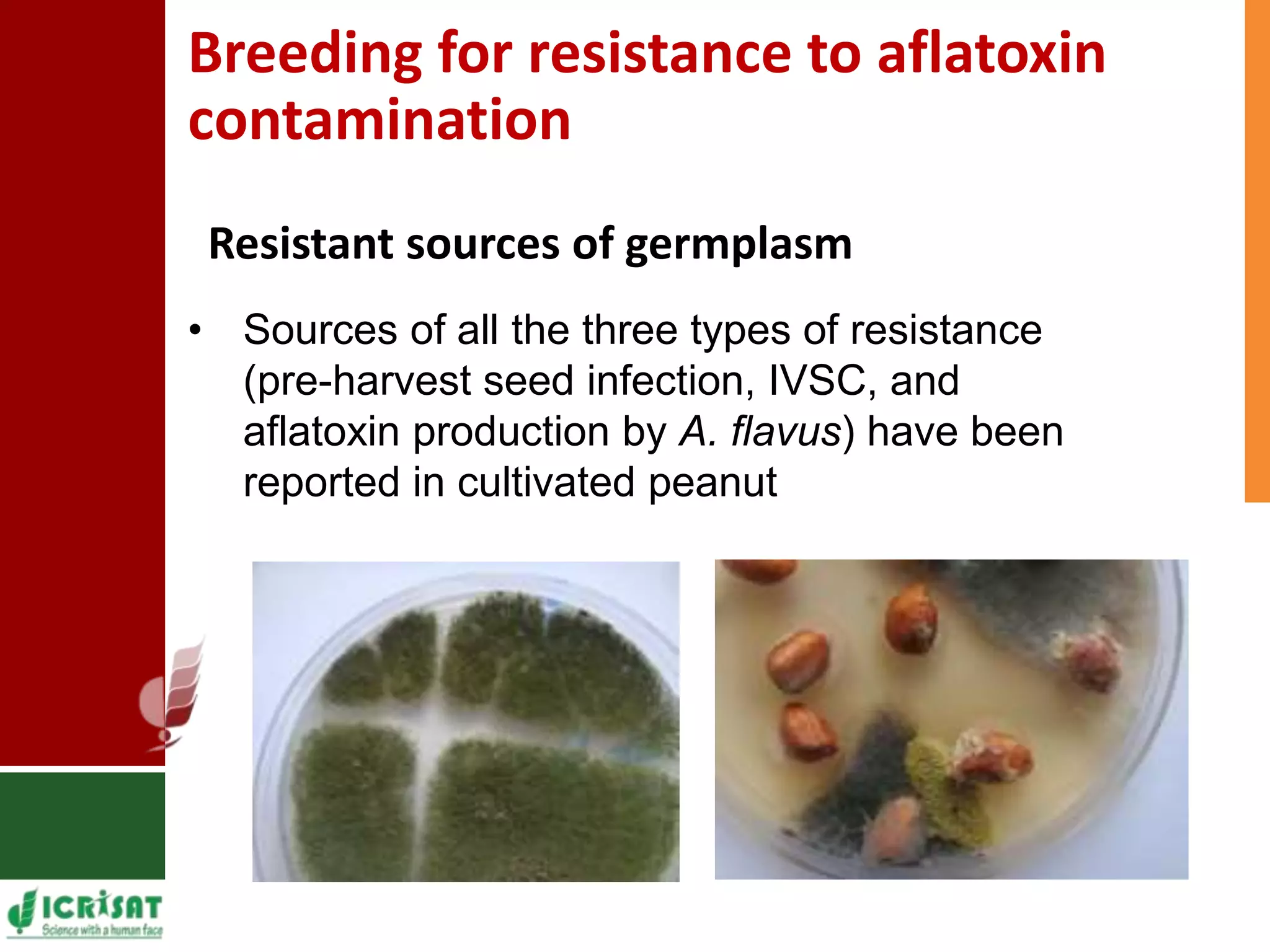 Genetic enhancement of groundnut for resistance to aflatoxin ...