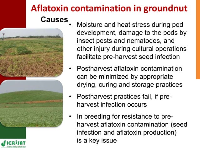 Genetic enhancement of groundnut for resistance to aflatoxin ...