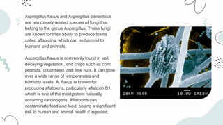 aflatoxins.pptx