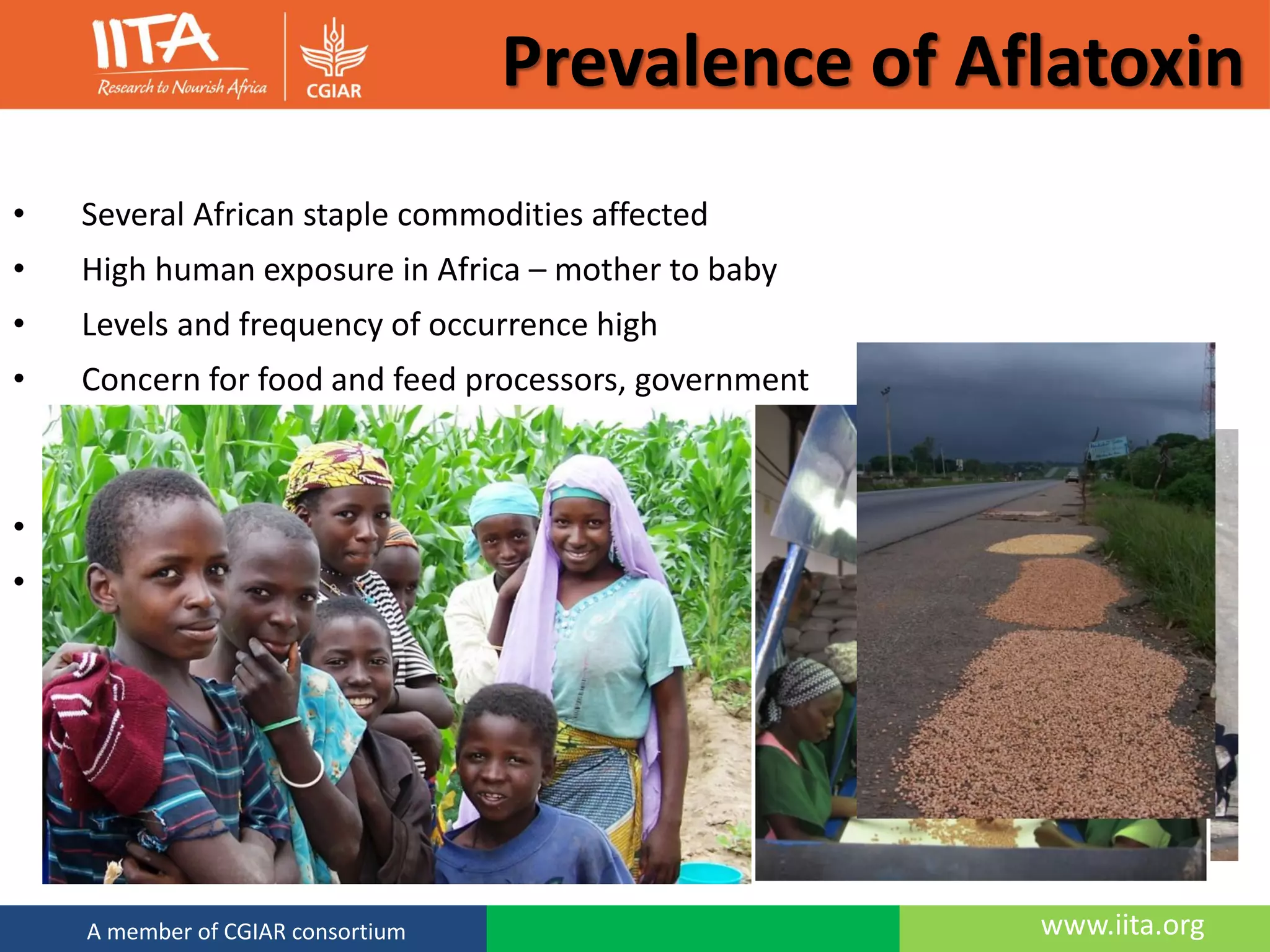 Aflatoxins agriculture and technology solutions available for abating the aflatoxin challenge ...