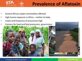 Aflatoxins agriculture and technology solutions available for abating ...