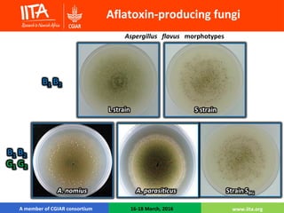 Aflatoxins and Aflasafe | PPT